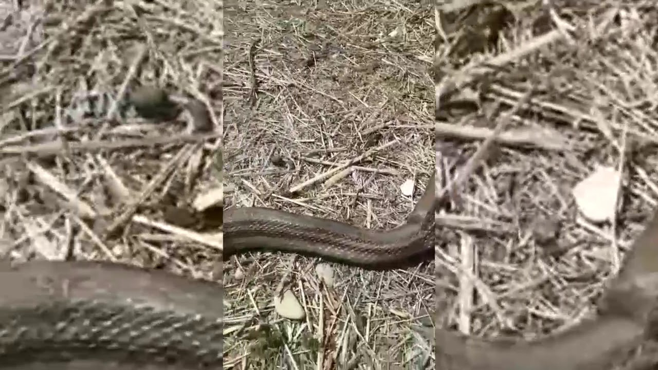 Jugulajm, gjarperi sulmon nje familje ne Libohove - YouTube