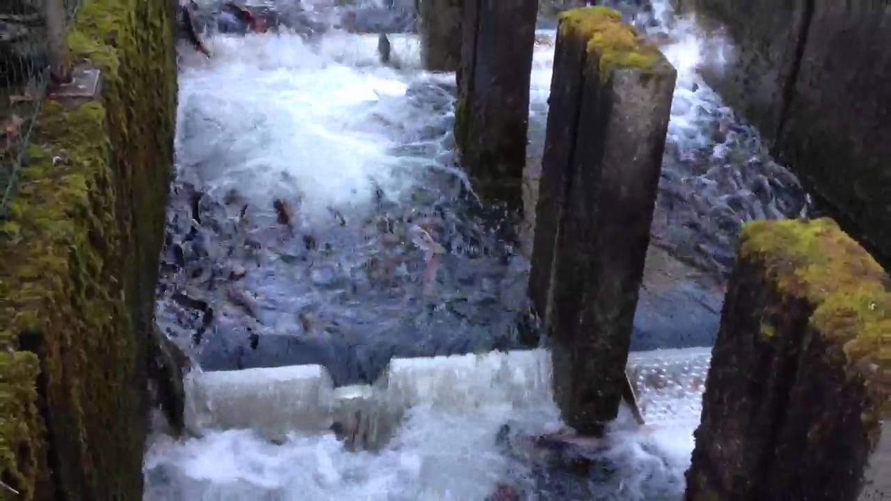 Weaver Creek Fish Ladder — BC, Canada - YouTube