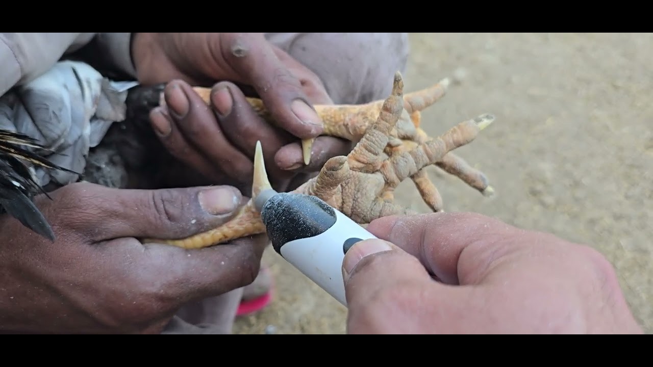 Aseel Rooster Pedicure | How to Trim Nails & Care for Healthy Feet ...
