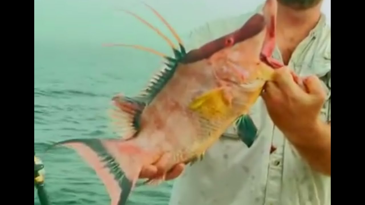 Hogfish Feeding Frenzy Offshore Fishing Florida - YouTube