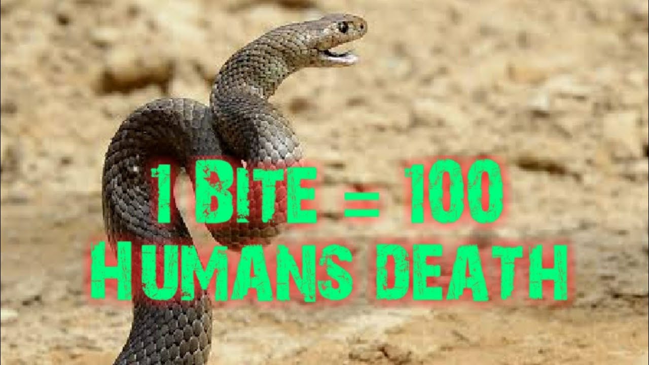 Top 10 Most Venomous Snakes in the world - YouTube
