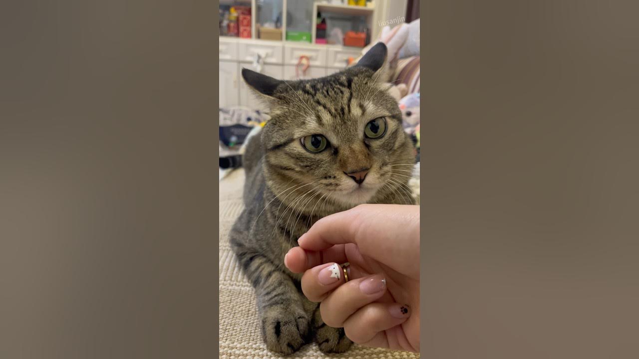 For the first time, I saw a speechless expression on the cat's face! #cat #catworld - YouTube