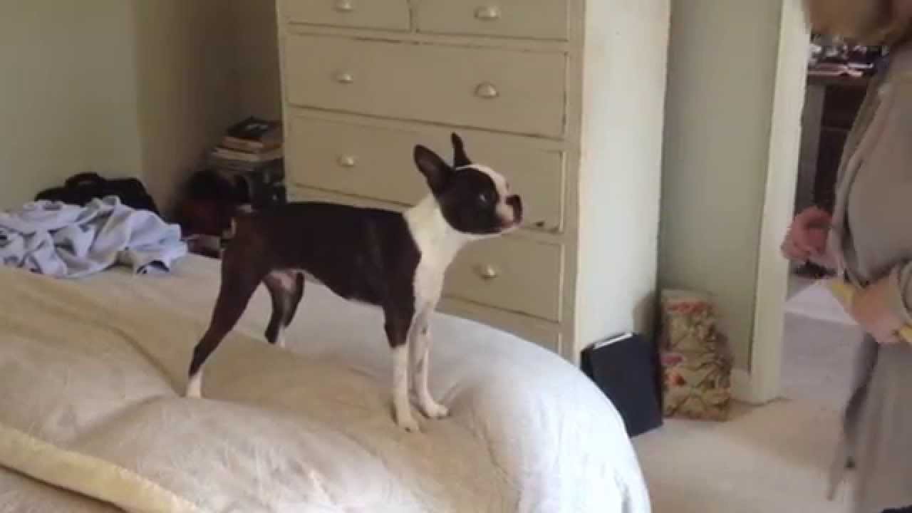 Crazy Talking Boston Terrier - YouTube