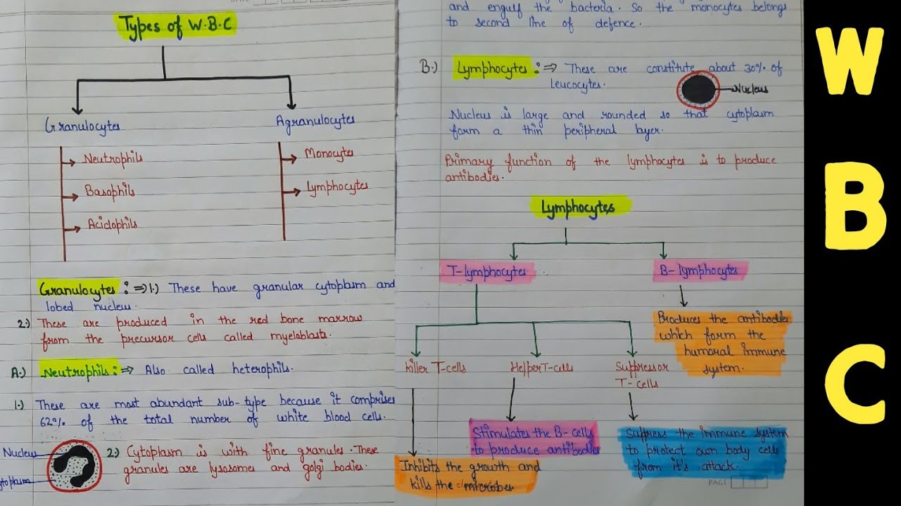 white blood cells | what is W.B.C || types of wbc and it's functions ...