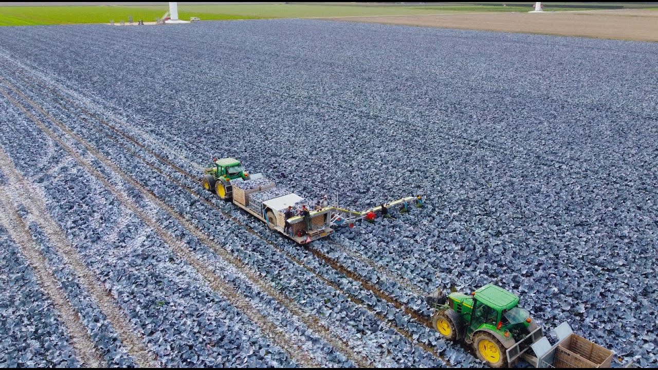 How to harvest cabbage | The Omega harvesting machine from Beets ...