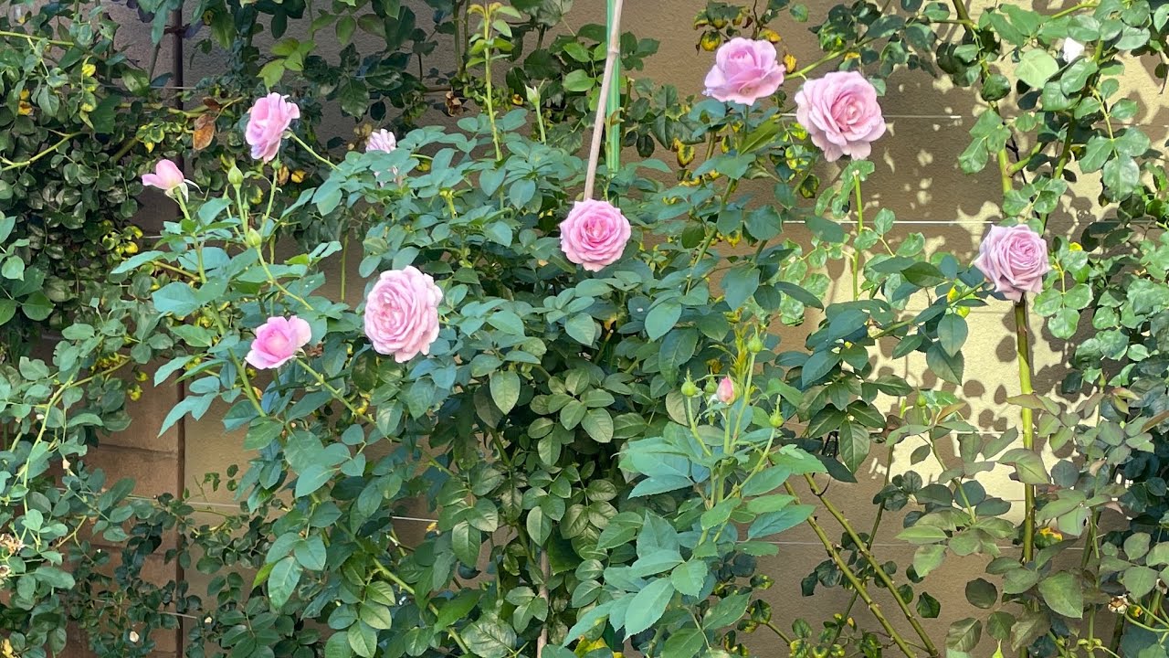 Violet’s Pride Rose Review Tour #rose #roselove #weeksroses # ...