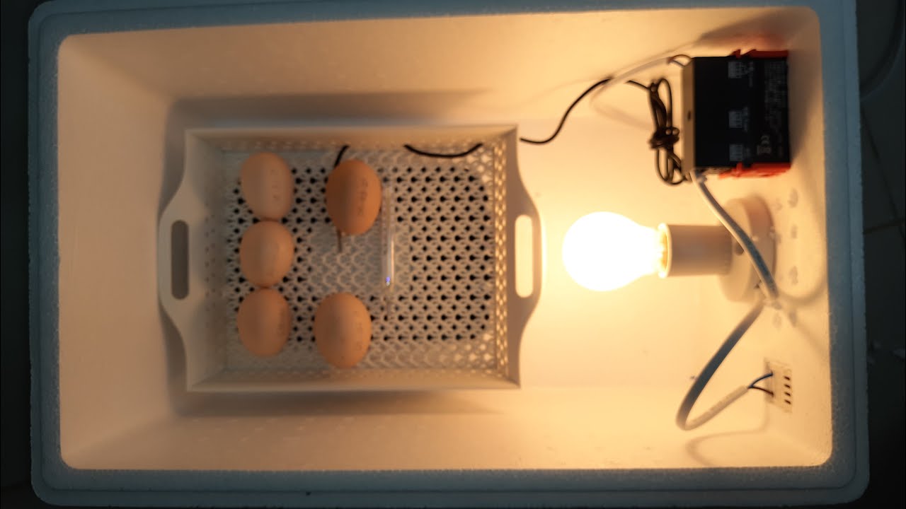 How to Make an Incubator at Home | Home Made Incubator | Hatch The Eggs ...