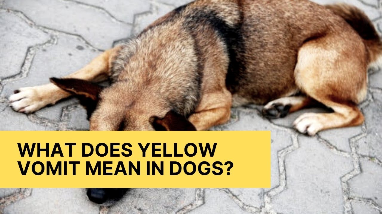 Why Is My Dog Throwing Up Bright Yellow Updated March 2023 Wikidoggia why-is-my-dog-throwing-up-bright-yellow-updated-march-2023-wikidoggia