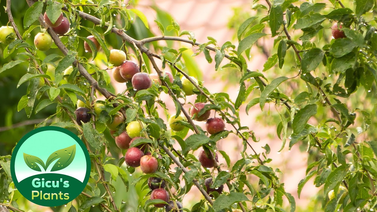 Corcodus plin cu fructe anul acesta - YouTube