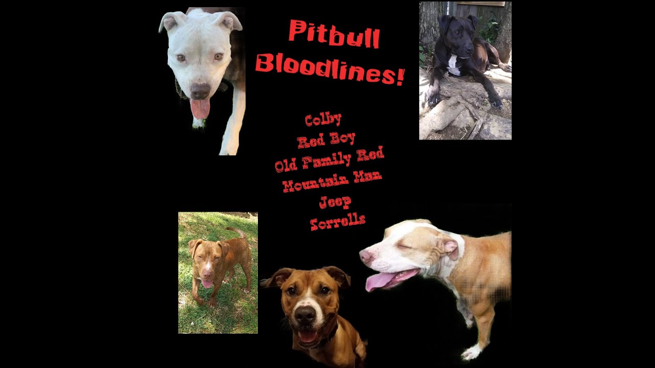 Pitbull bloodlines- Colby, Red Boy, Old Family Red, Mountain Man, Jeep ...