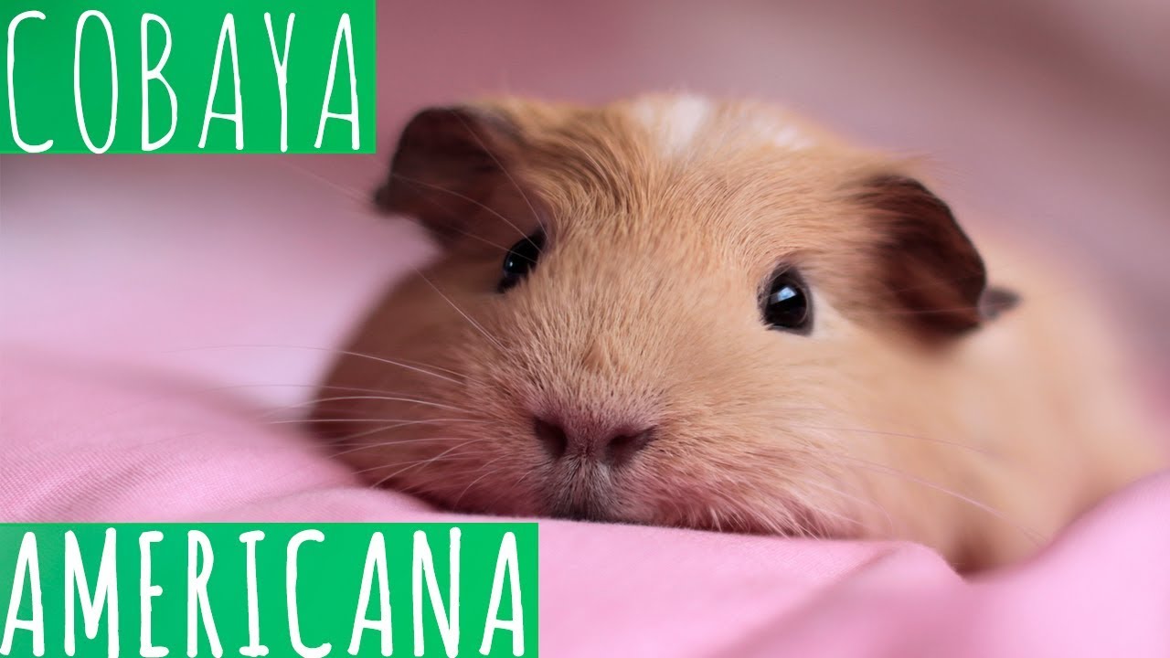 COBAYA AMERICANA - YouTube