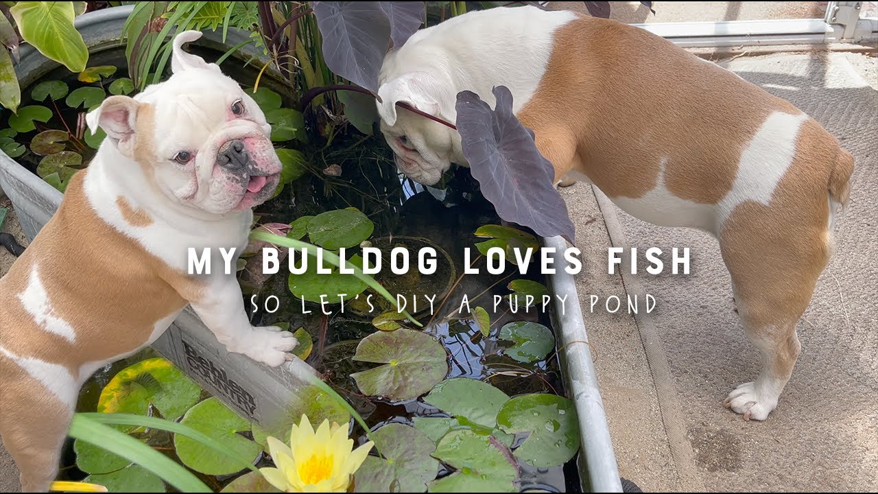 my bulldog loves fish so let's DIY her a pond - YouTube
