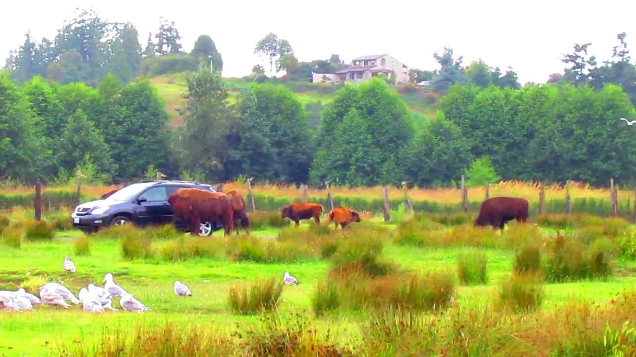 Bison at the drive through Zoo, Sequim, WA. - YouTube
