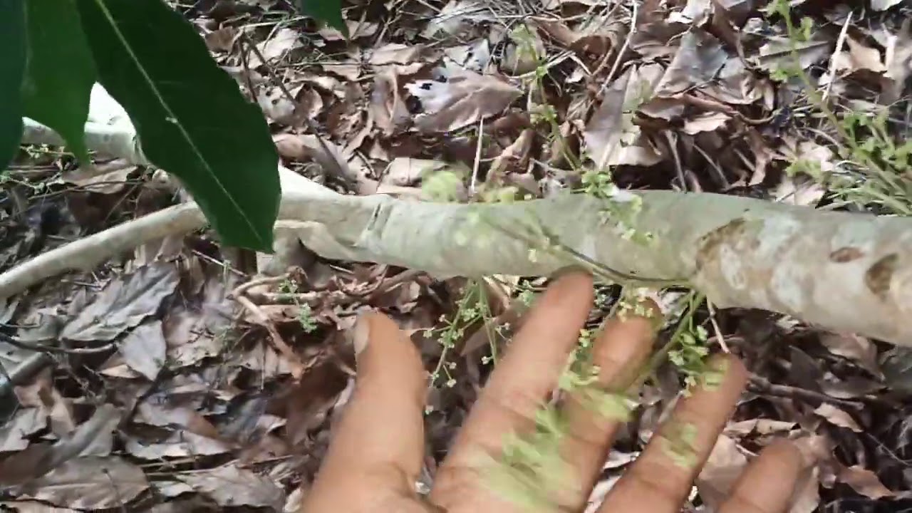 Bunga Jengkol - YouTube