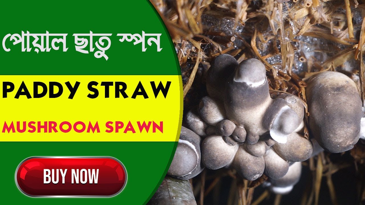 Paddy Straw Mushroom Spawn ( Guaranteed Quality ) Available with Best Training - YouTube