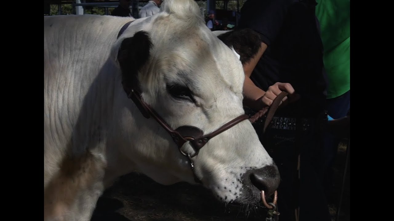 WINGHAM BEEF WEEK 2022 - YouTube