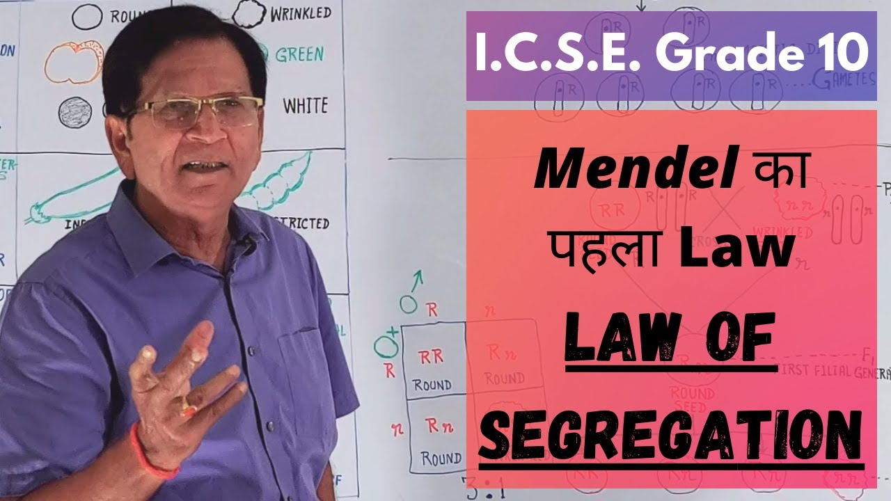 Mendel's First Law (Mendel's Law of Segregation) || Grade 10 Biology ...