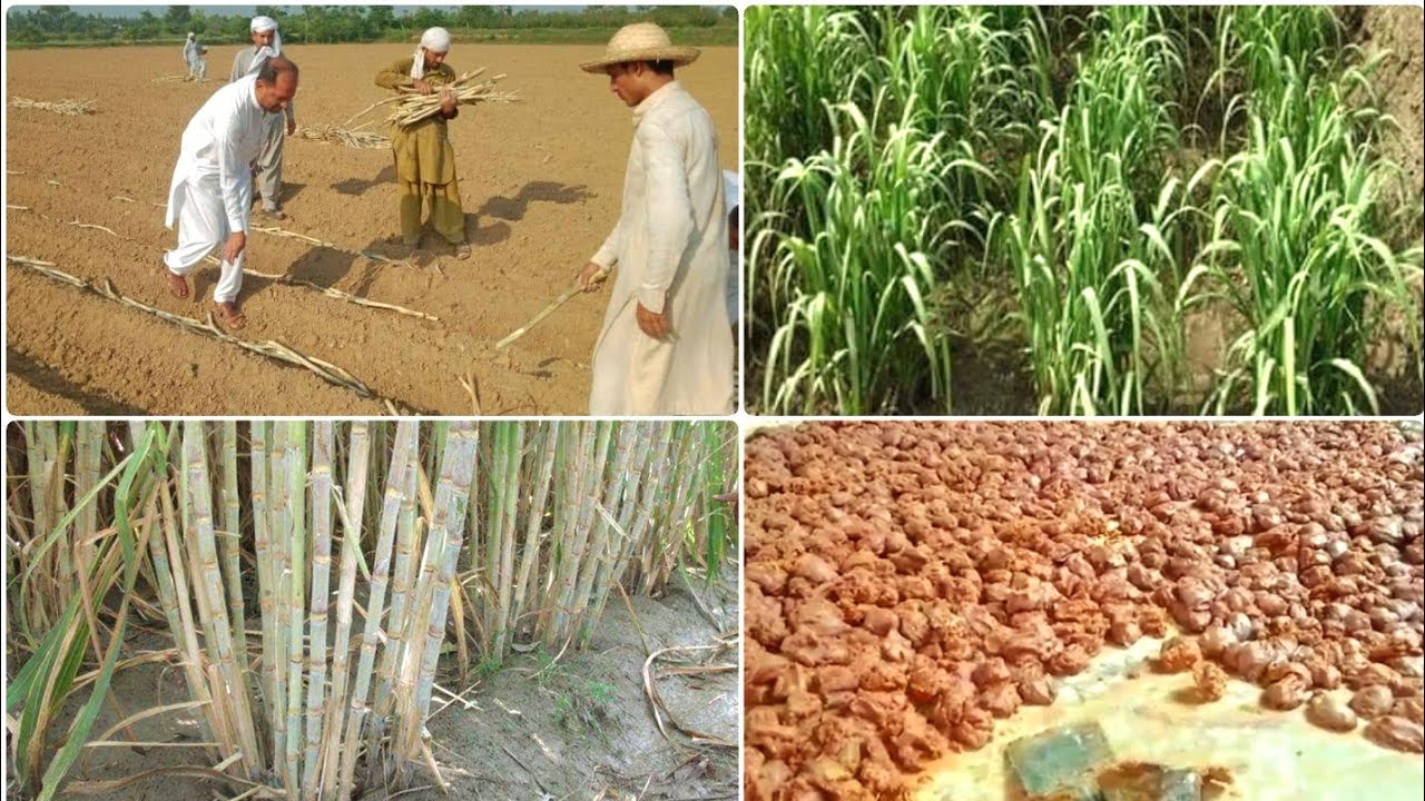 Sugarcane agriculture | growing sugar cane | sugarcane farming in ...