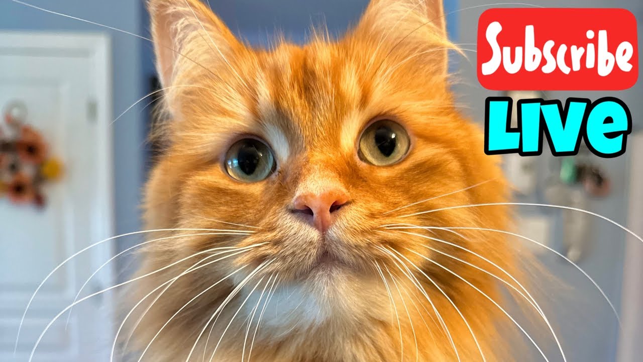 TGIF - Friday Fluff - Live Stream - YouTube