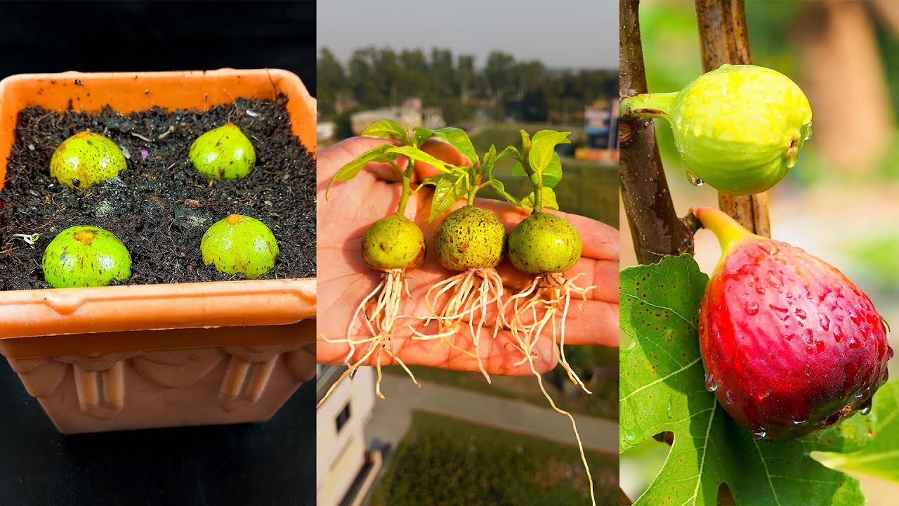 How to Grow a Fig Tree from a Cutting | Propagate Figs for your Garden ...