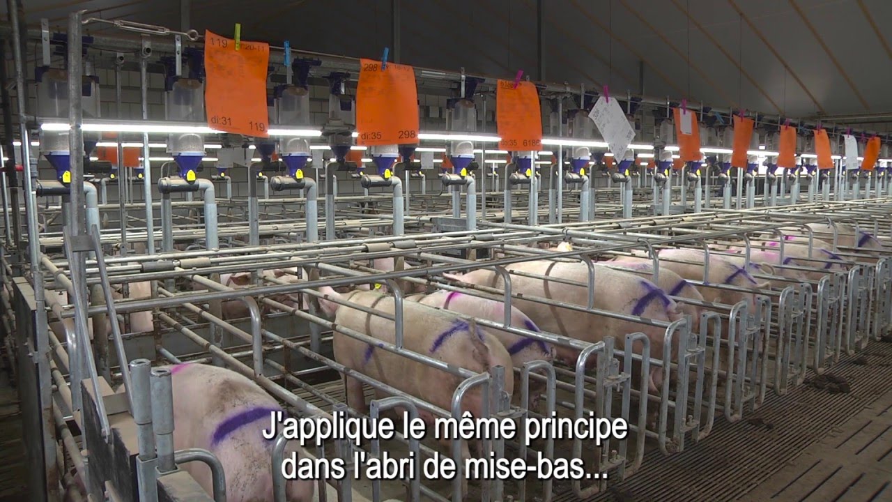 FR Automatic feeding in Farrowing pen and gestation and insemination ...
