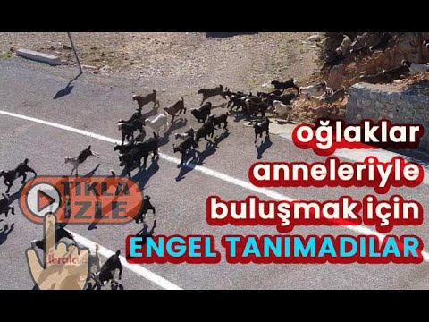 #OĞLAKLAR ENGEL TANIMADILAR