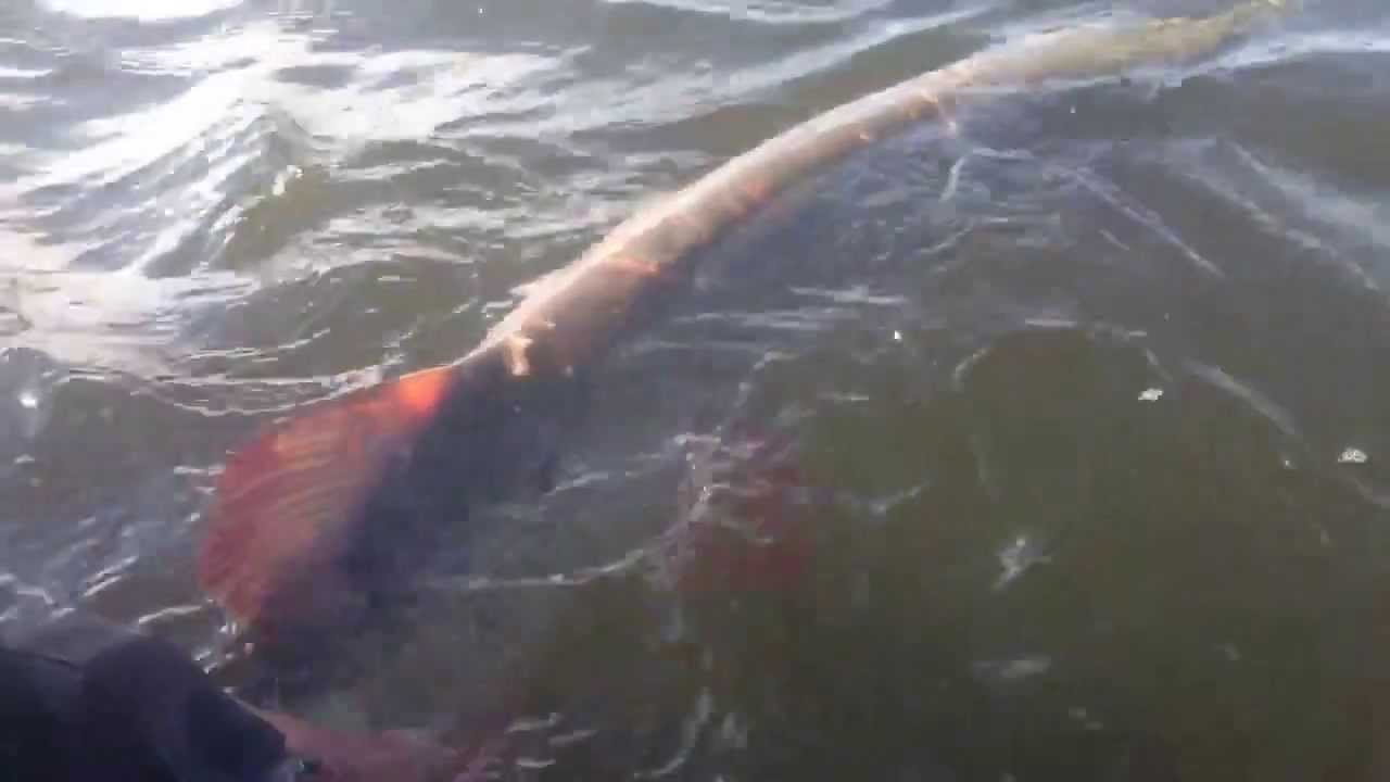 Monster Musky Bite - YouTube