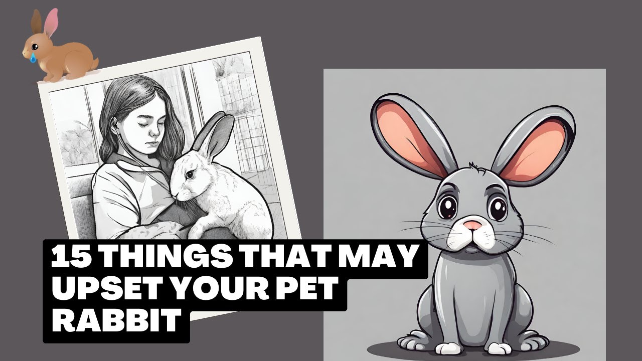 15 Things that May Upset Your Pet Rabbit - YouTube