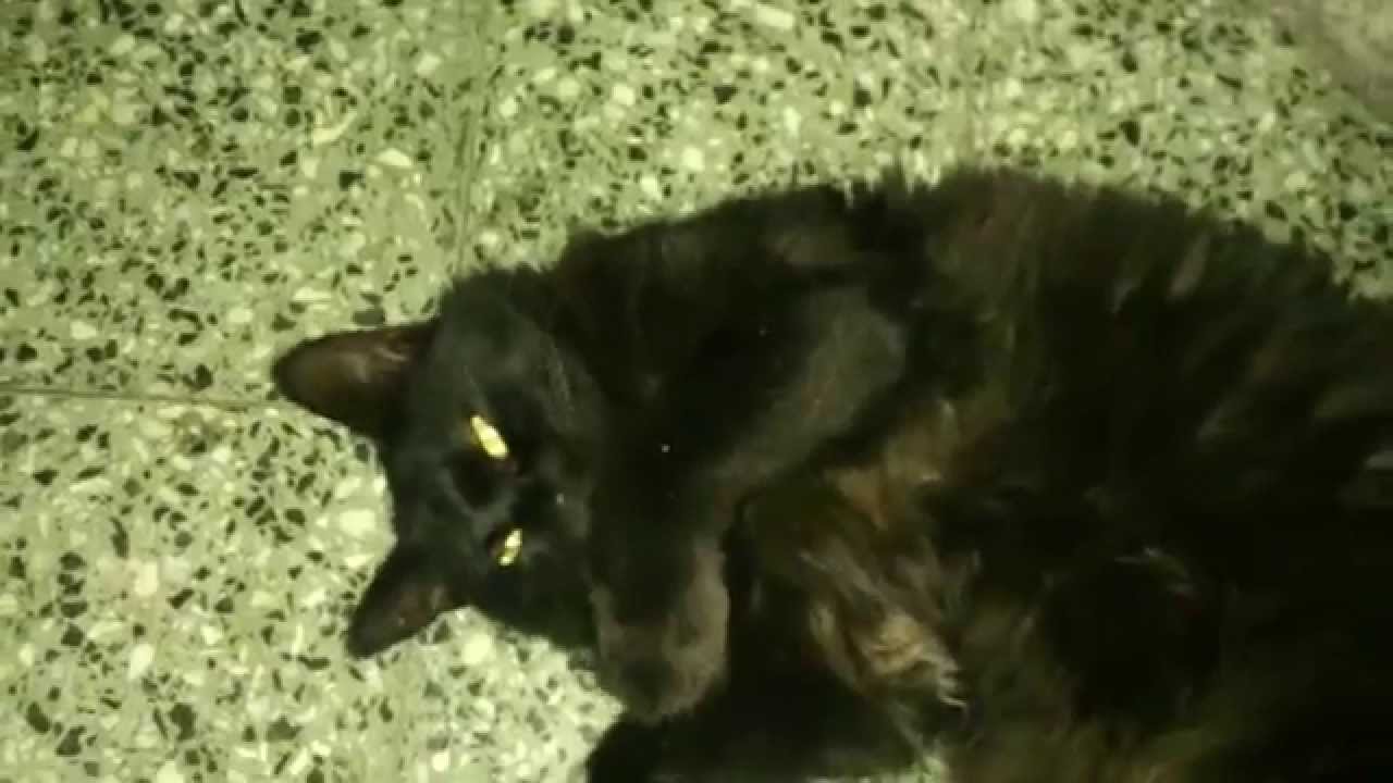 El Gato vago, parte 1. - YouTube