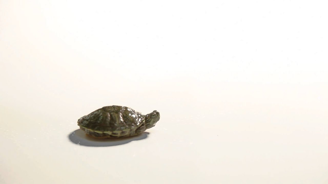 WTHF Giving Campaign - Topsy Turtle Commercial - YouTube