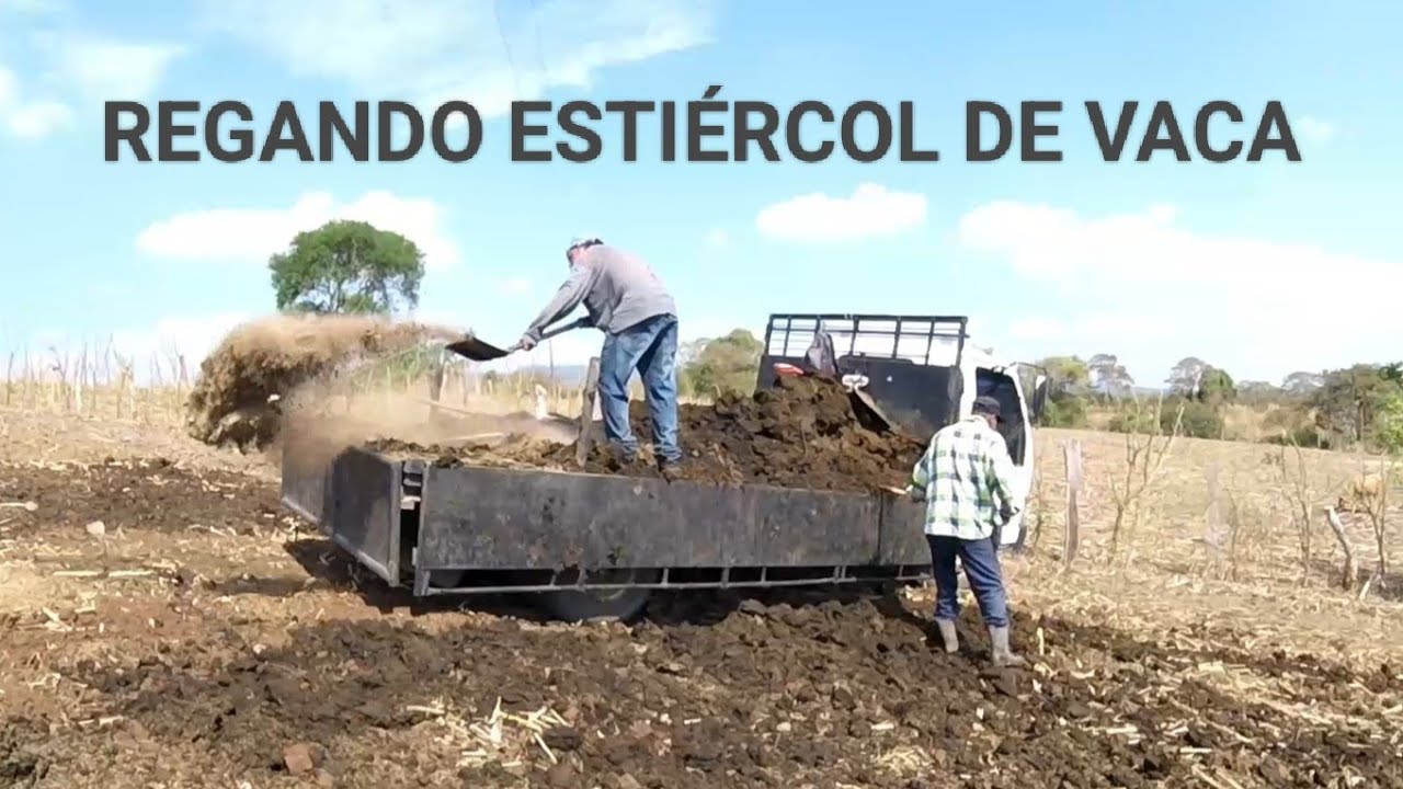 Descargando caca de vaca en los terrenos del patrón. (parte 4) - YouTube