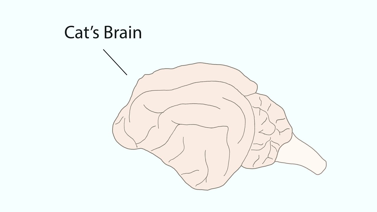 How Smart Are Cats? The Answer May Surprise You - YouTube