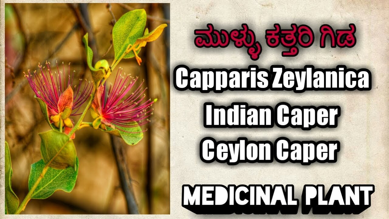 ಮುಳ್ಳುಕತ್ತರಿ ಗಿಡ, Capparis Zeylanica, Indian Caper, - YouTube