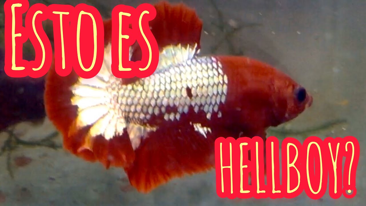 que es un betta HELLBOY? - YouTube
