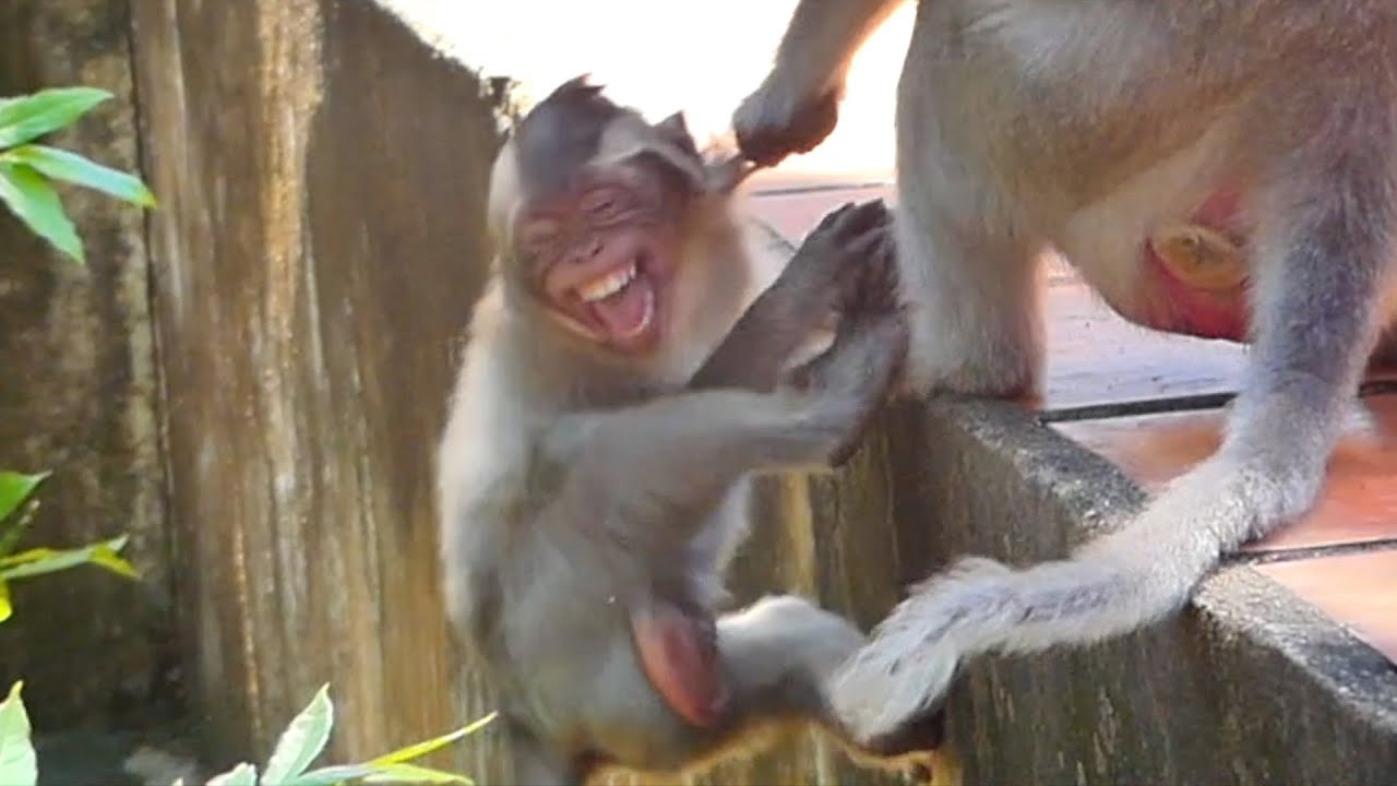 Little Monkey Hulk feels upset and cries loudly Mama Monkey ARINA ...