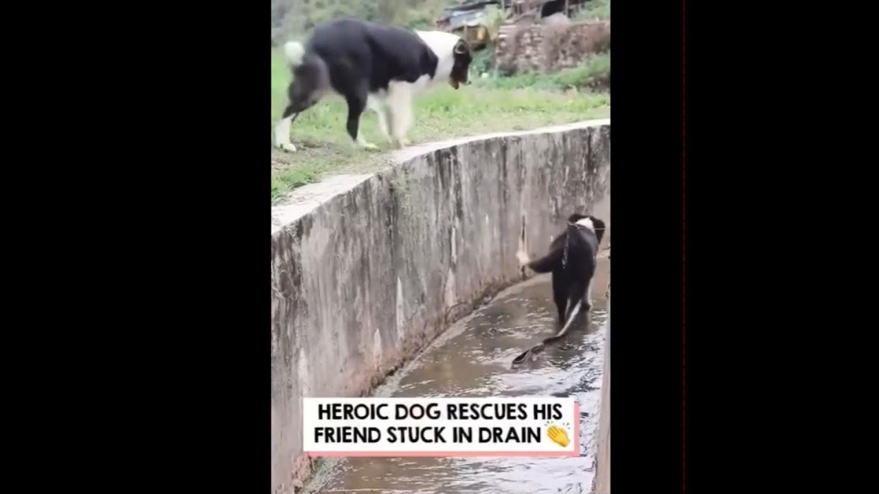 Dog saves the day!! - YouTube