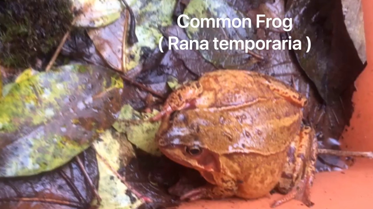 Frog rescue 🐸 - YouTube