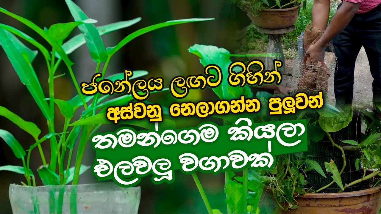 ජනේලය ලඟට ගිහින් අස්වනු නෙලාගන්න පුලුවන් තමන්ගෙම කියලා එලවලු වගාවක් ...