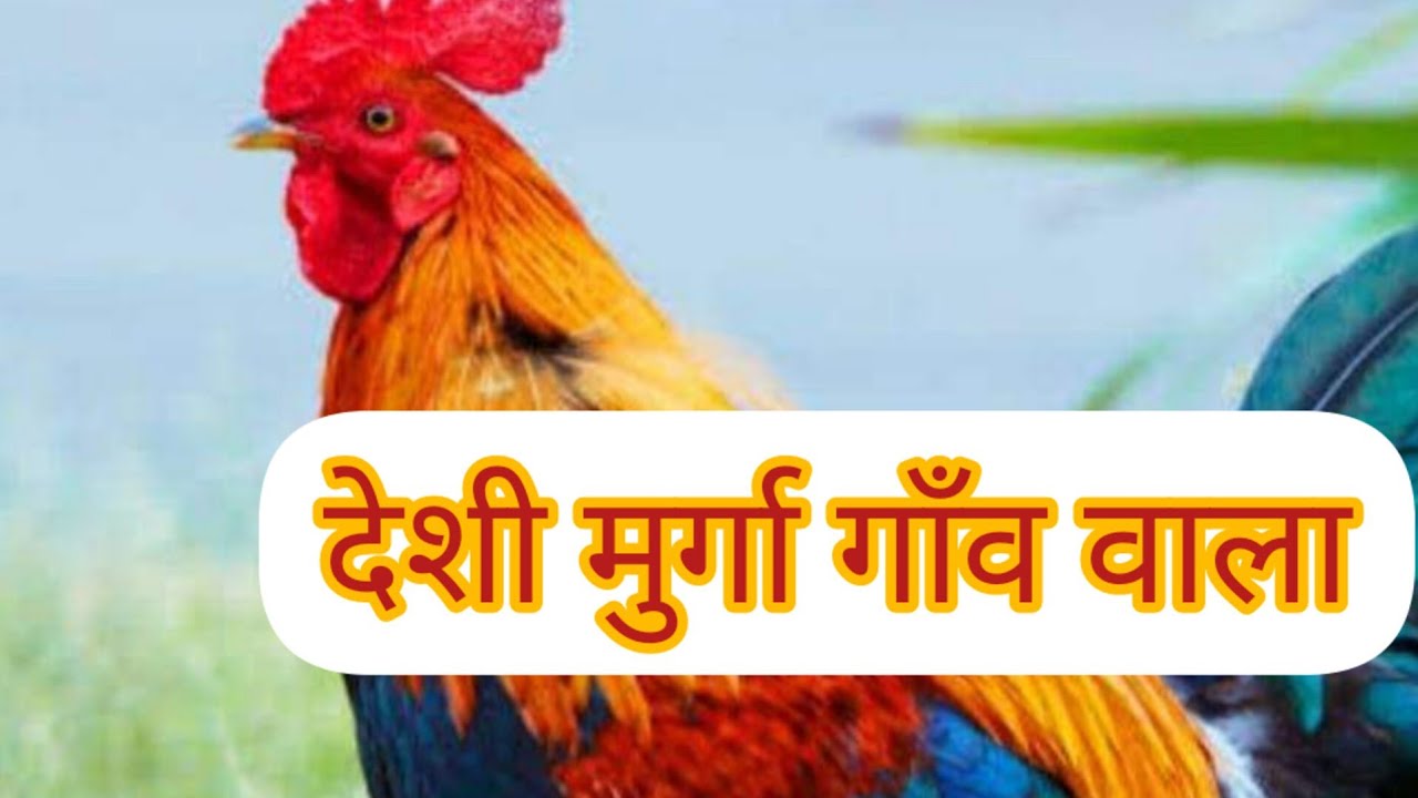 DESI CHICKEN RECIPE VILLAGE STYLE ।। TRY CHICKEN CURRY #chickenrecipe ...
