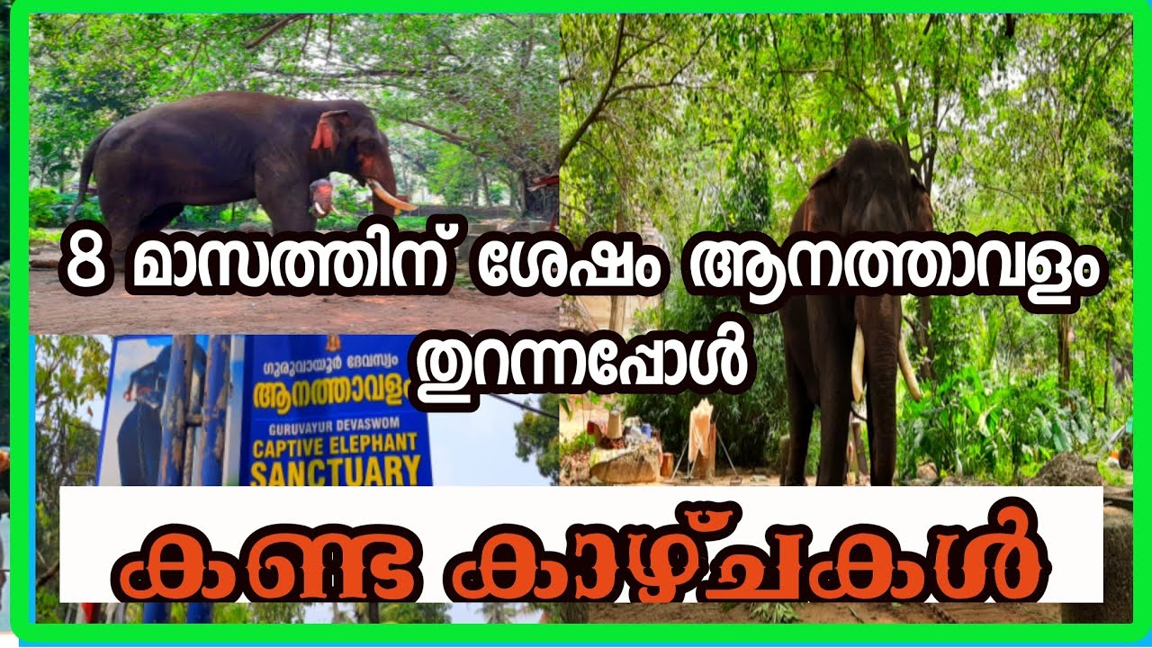 guruvayoor anathavalam #guruvayoor anakotta# ഗുരുവായൂർ ആനത്താവളം - YouTube
