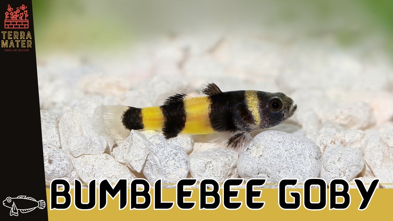 Introduction to BUMBLEBEE GOBY: Fish Profile (Brachygobius doriae ...