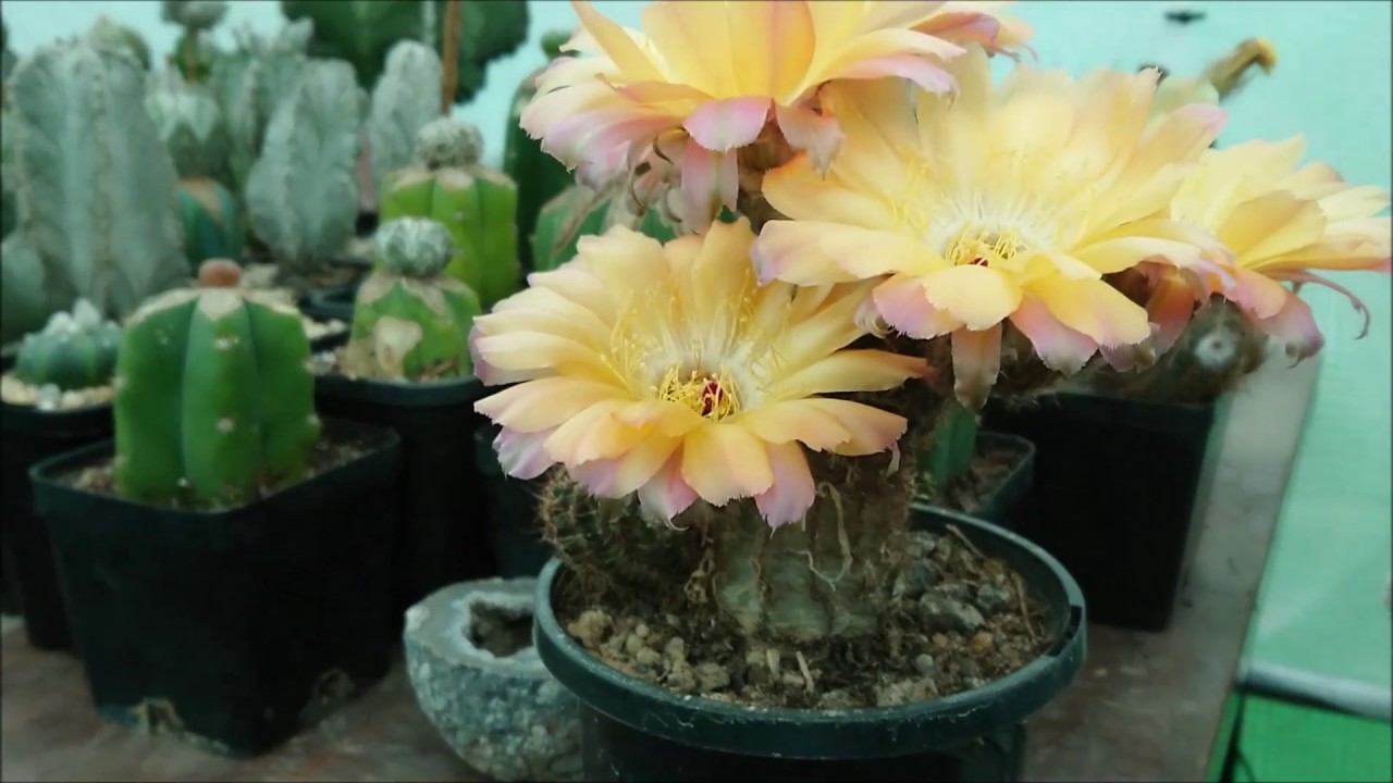 Cactus Minute Episode 37 - YouTube