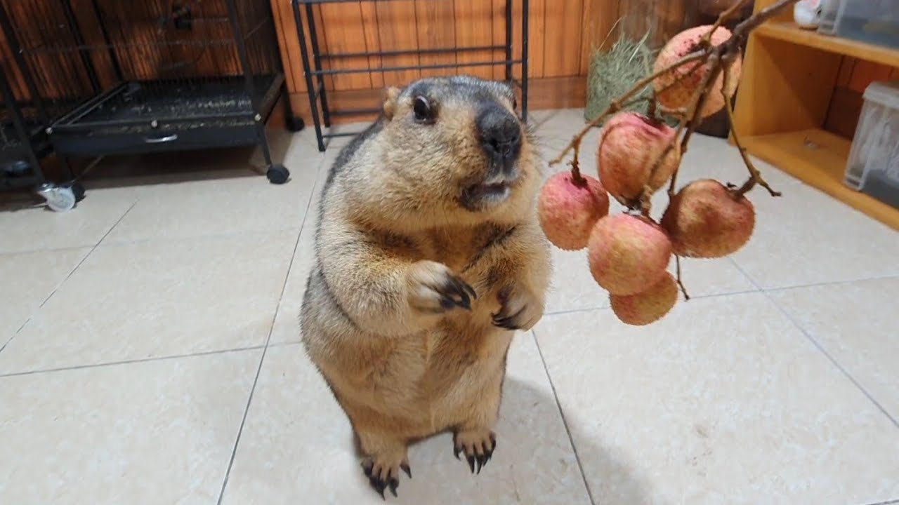 smart marmot chews lychee fruit leaving seeds - YouTube