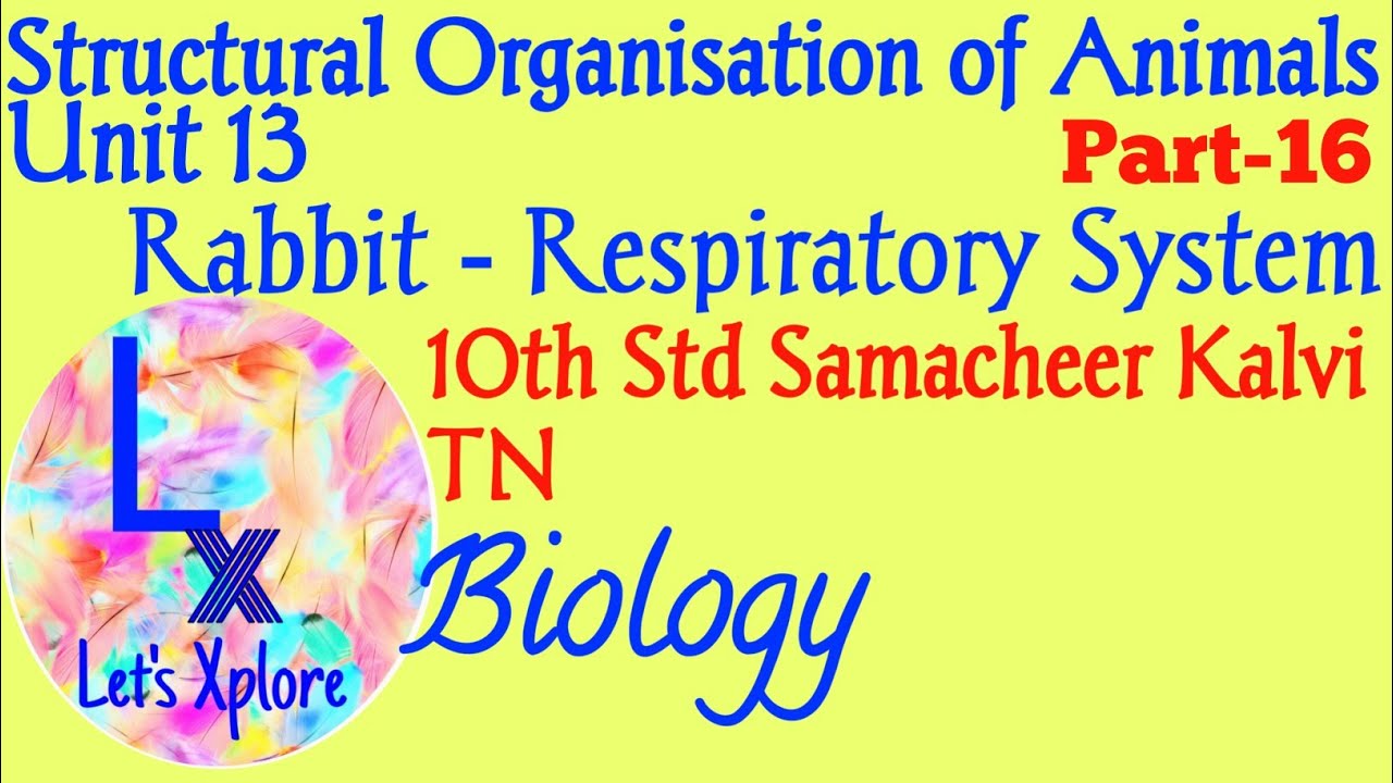 10th std Biology,unit 13 structural organisation of animals,Rabbit ...