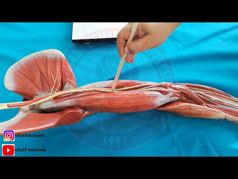 Kol Kasları Laboratuvar ve Teorik Dersi