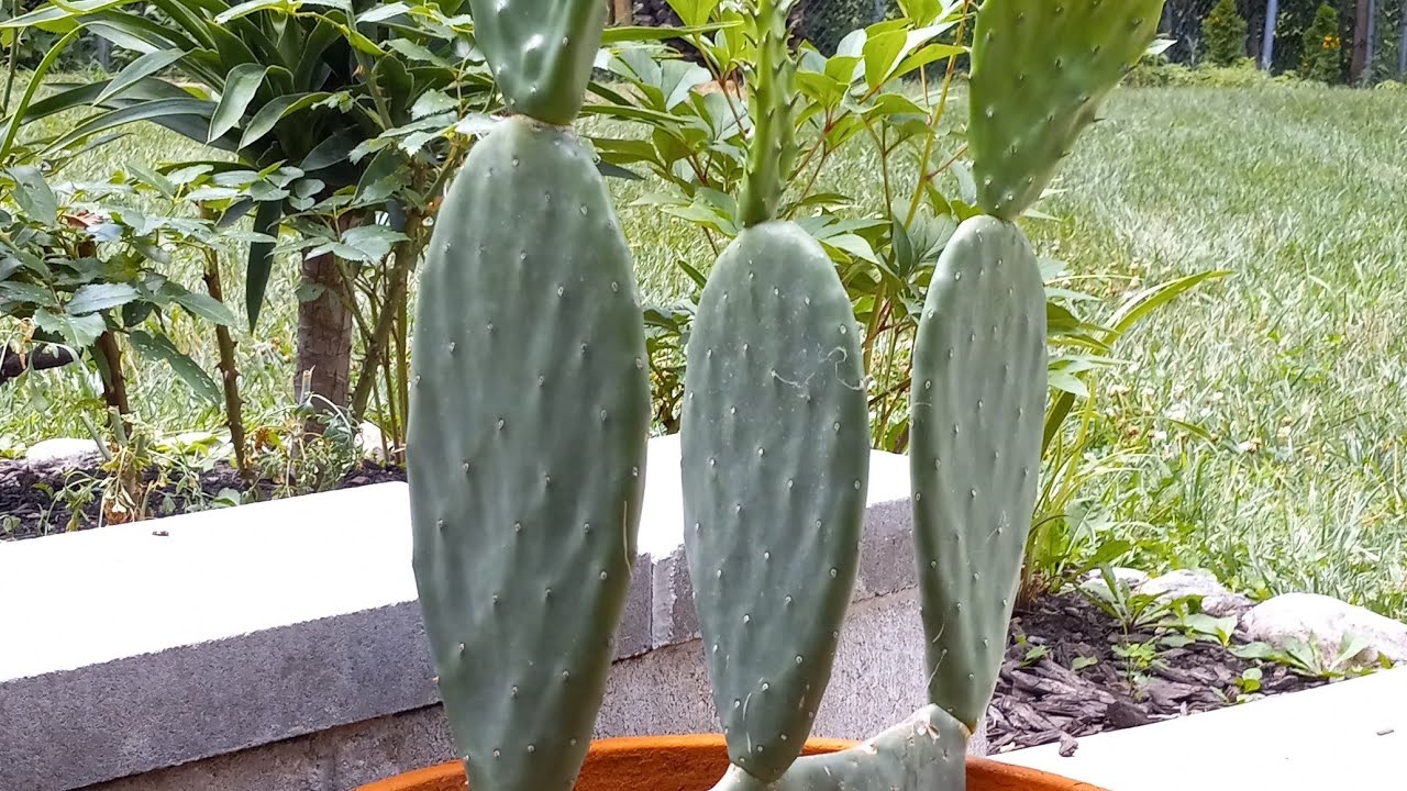 Como reproducir el Nopal facil y efectivo/CACTUS #garden - YouTube