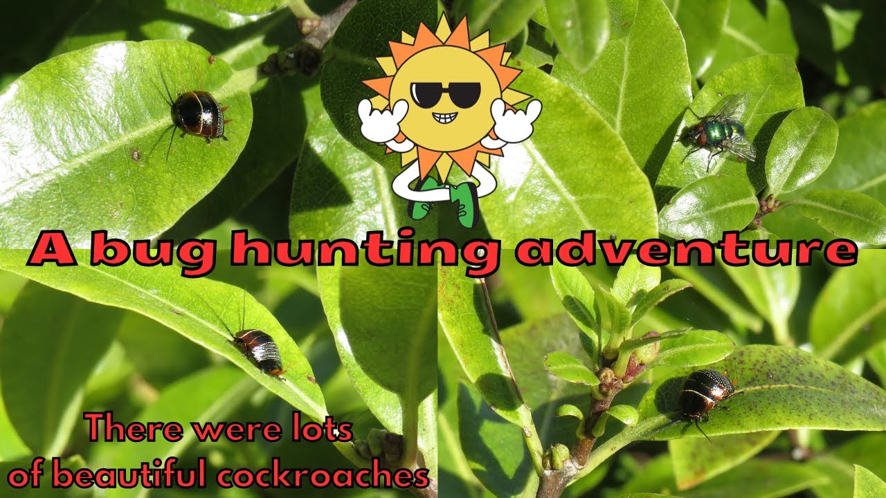 A cool bug hunting adventure at a park - There were heaps of pretty ...
