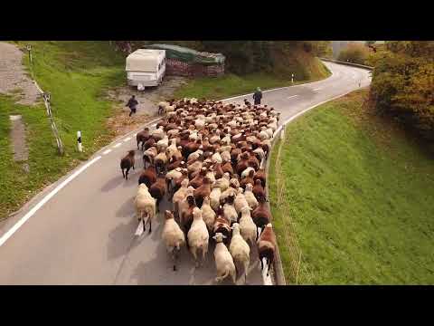Schaftransport durch das Eriz