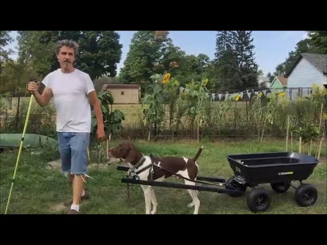 Working Dog Carts