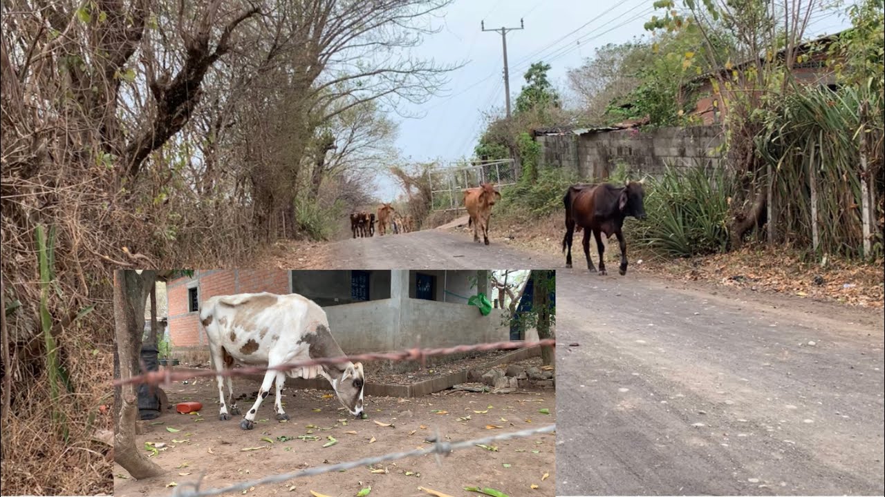 La muca es la primera en llegar pero miren a qué ? Los de más no bienen ...